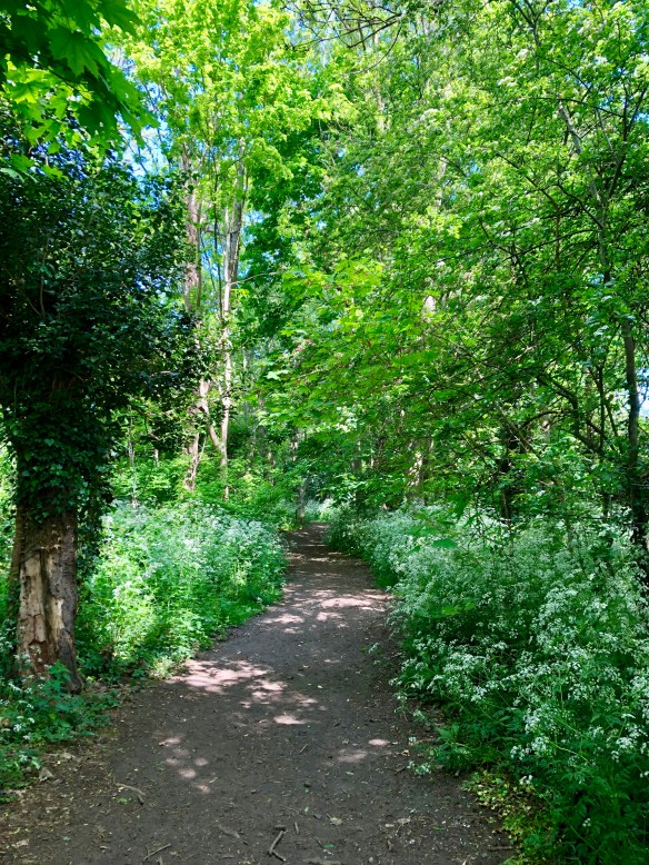 A Tangled Path – Where Do We Go From Here? | Helen Glynn Jones